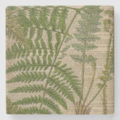 woodland foliage french botanical print fern stone coaster | Zazzle