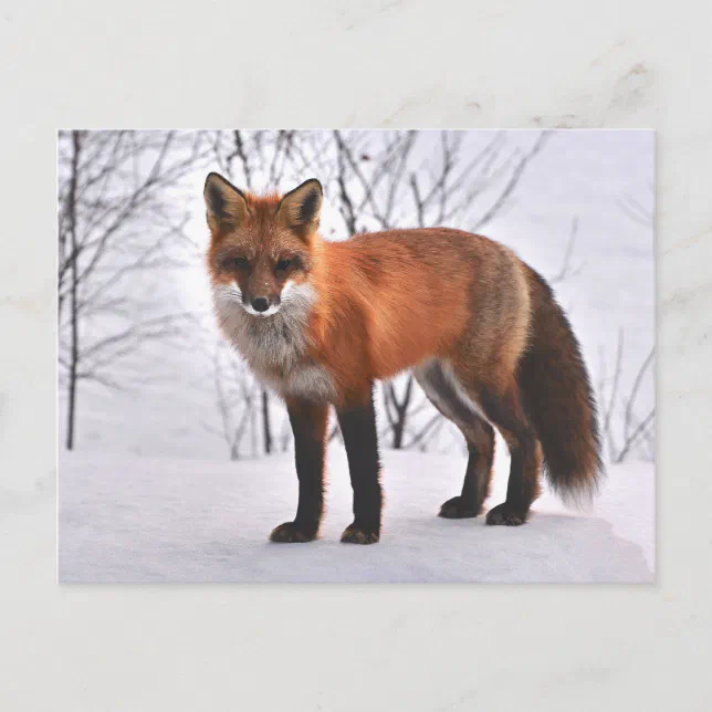 woodland fox postcard | Zazzle