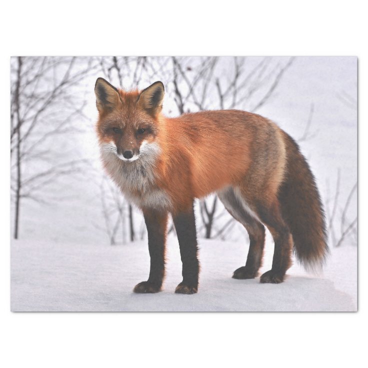 woodland fox tissue paper | Zazzle