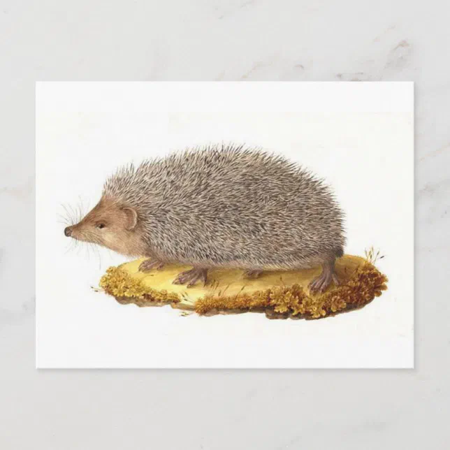 Woodland Hedgehog Postcard | Zazzle