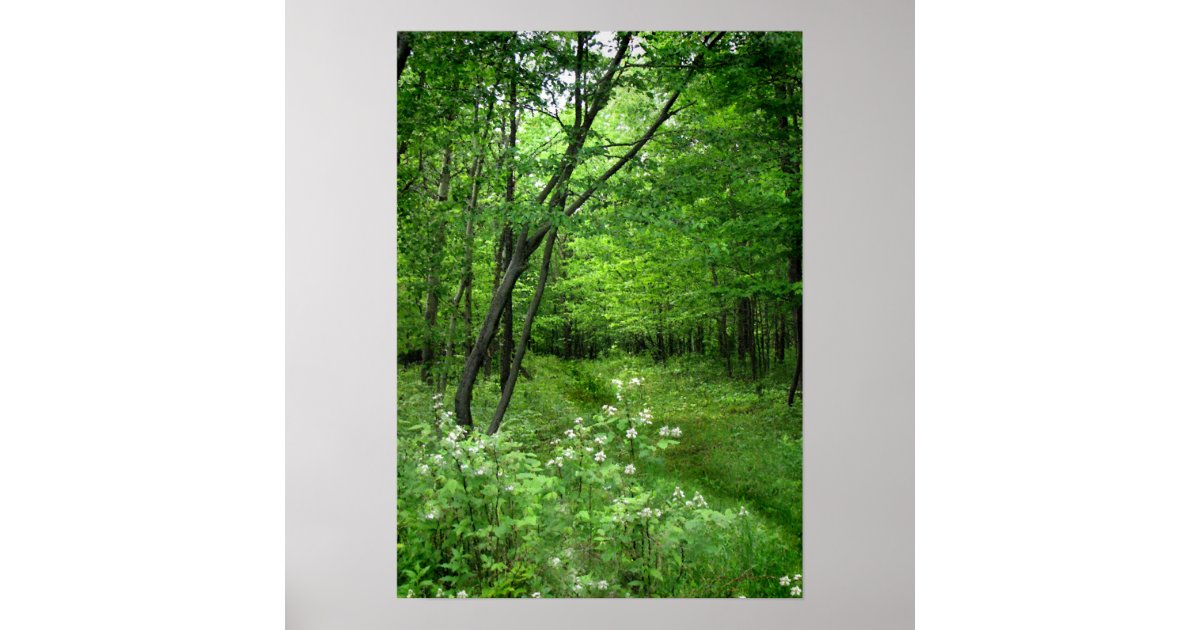 Woodland Path Poster | Zazzle