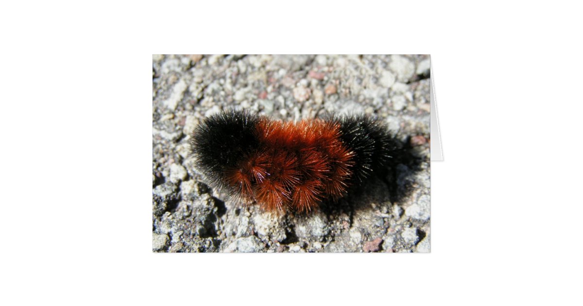 Woolly Bear Caterpillar Card | Zazzle