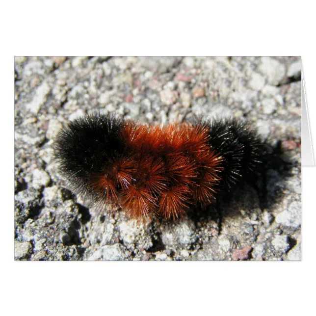 Woolly Bear Caterpillar Card | Zazzle