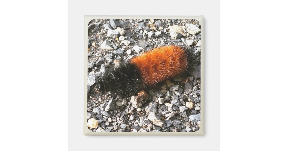 Woolly Bear Caterpillar Magnet | Zazzle