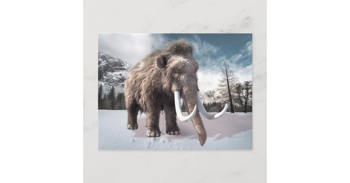 Woolly Mammoth Postcard | Zazzle