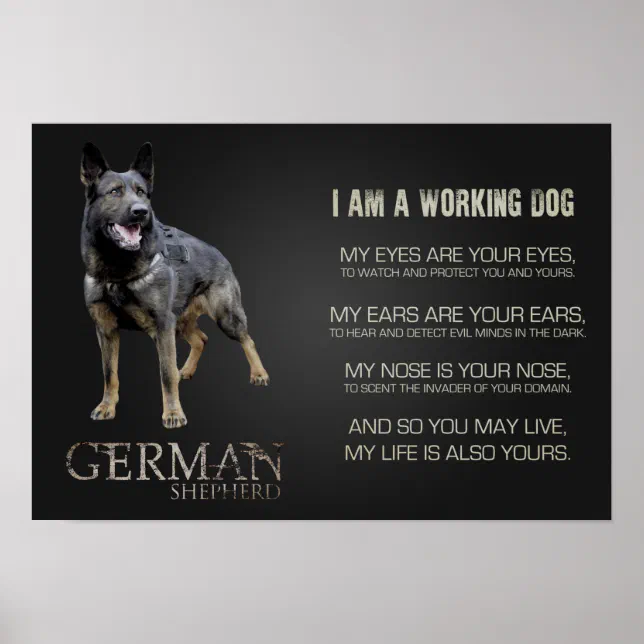 Working German Shepherd Dog - GSD Poster | Zazzle