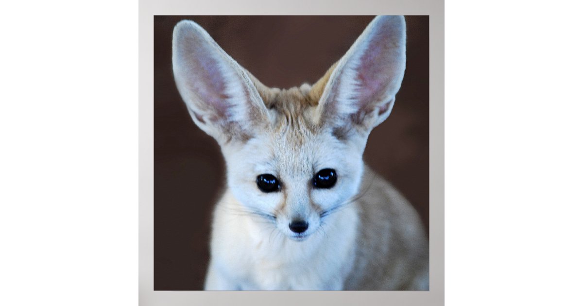 Worlds Cutest Fennec Fox Poster | Zazzle