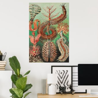 Worms, Annelids Chaetopoda by Ernst Haeckel Poster | Zazzle