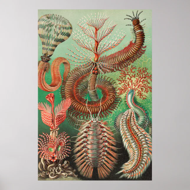 Worms, Annelids Chaetopoda by Ernst Haeckel Poster | Zazzle