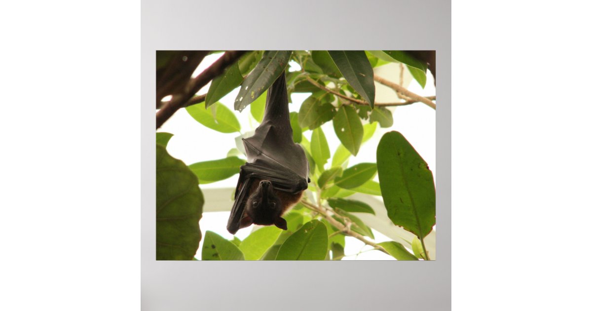 Wraped Up Fruit Bat Poster | Zazzle