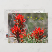 Wyoming State Flower: Indian Paintbrush Postcard | Zazzle