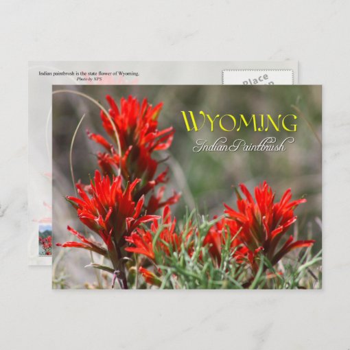 Wyoming State Flower: Indian Paintbrush Postcard | Zazzle