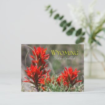 Wyoming State Flower: Indian Paintbrush Postcard | Zazzle