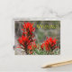 Wyoming State Flower: Indian Paintbrush Postcard | Zazzle