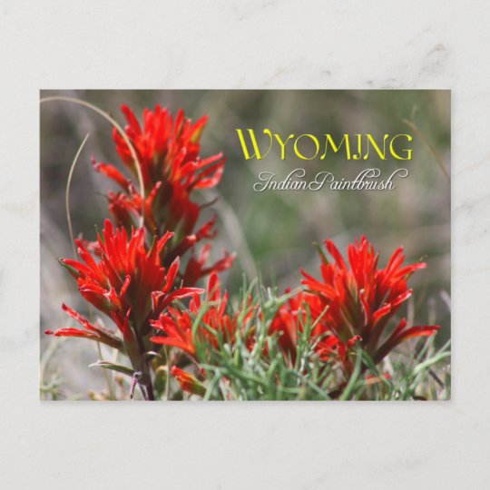 Wyoming State Flower: Indian Paintbrush Postcard | Zazzle.com