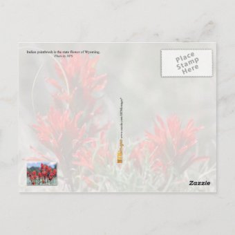 Wyoming State Flower: Indian Paintbrush Postcard | Zazzle