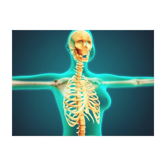 X-Ray View Of Female Upper Body Showing Rib Cage Canvas Print | Zazzle.com