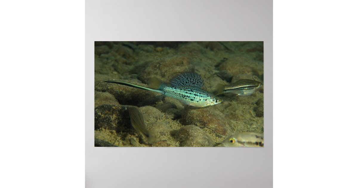 Xiphophorus montezumae - Montezumae Swordtail Poster | Zazzle