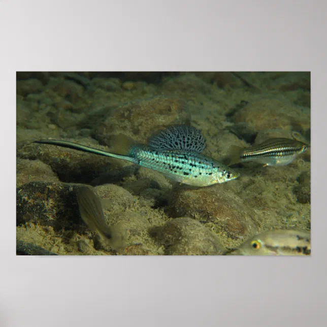 Xiphophorus montezumae - Montezumae Swordtail Poster | Zazzle