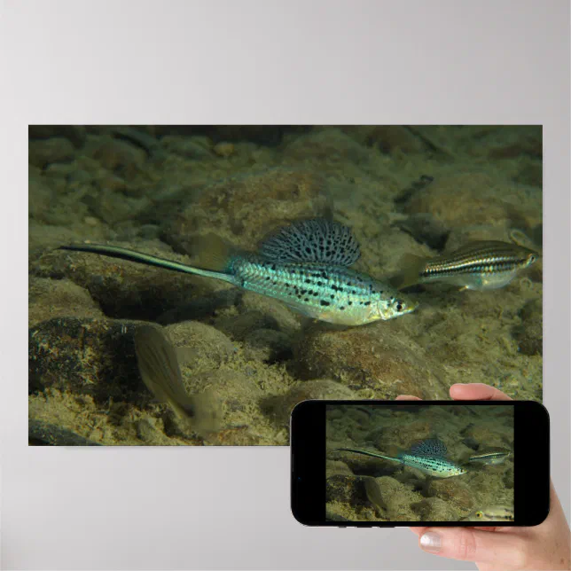 Xiphophorus montezumae - Montezumae Swordtail Poster | Zazzle