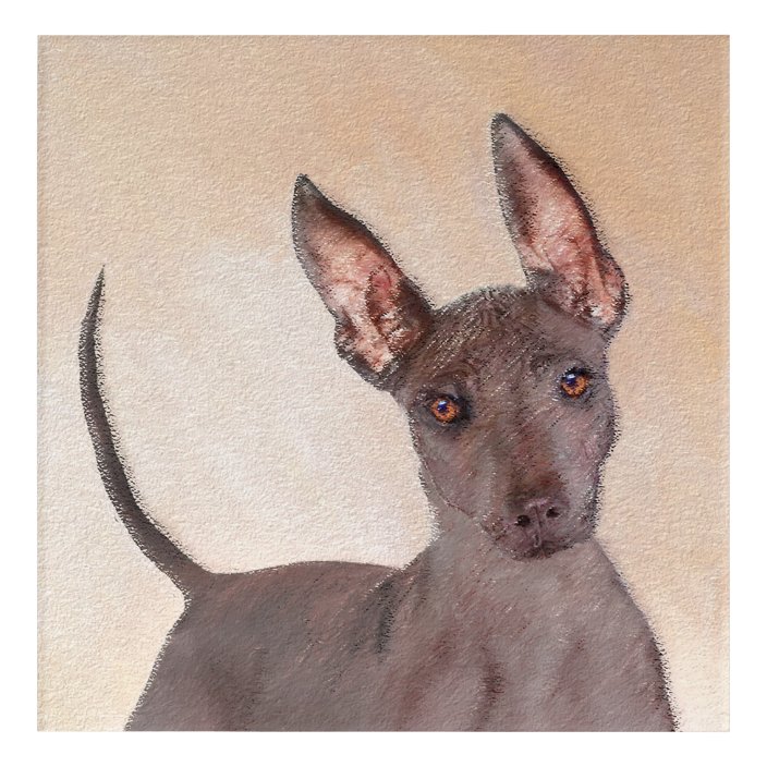 Xoloitzcuintli Painting - Cute Original Dog Art | Zazzle.com
