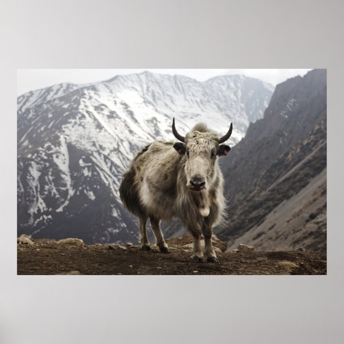 Yak in Nepal Poster | Zazzle.com