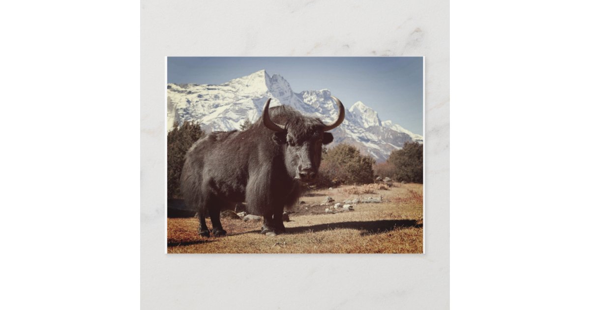 Yak Postcard | Zazzle