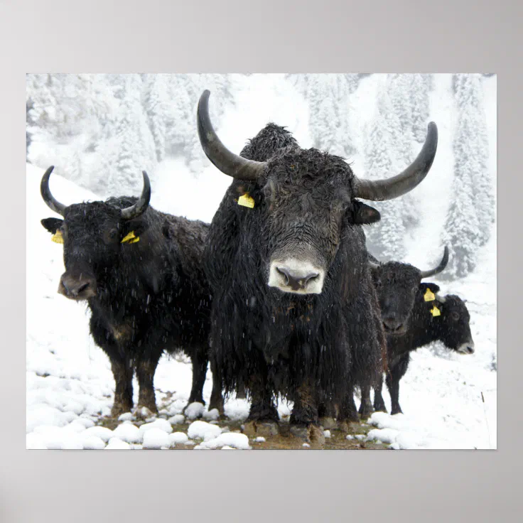 Yak poster | Zazzle