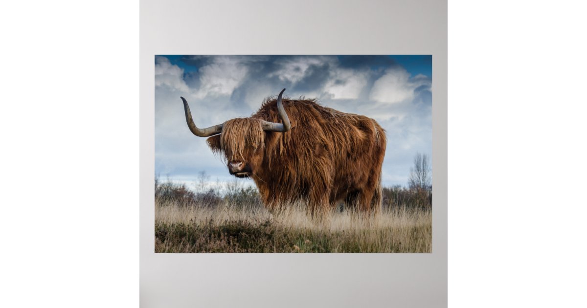 Yak Poster | Zazzle