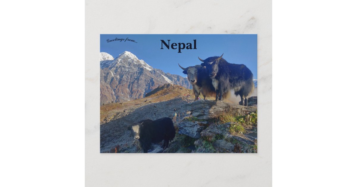 Yaks in Nepal Postcard | Zazzle