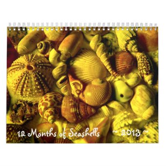Year Long Seashell Photography Calendar | Zazzle