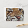Year of the Tiger Postcard | Zazzle