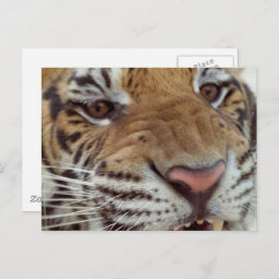 Year of the Tiger Postcard | Zazzle