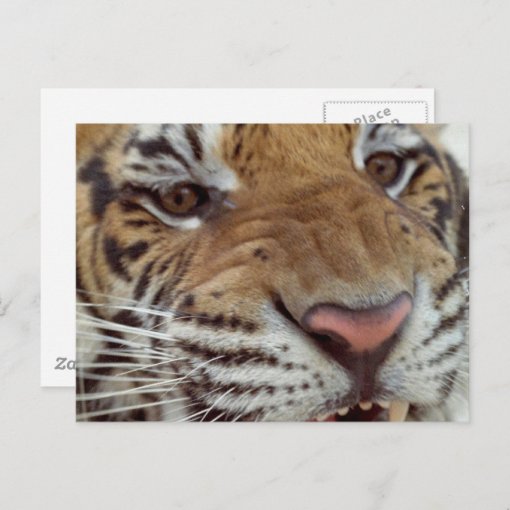 Year of the Tiger Postcard | Zazzle