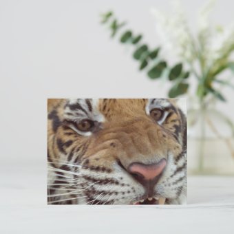 Year of the Tiger Postcard | Zazzle