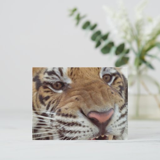 Year of the Tiger Postcard | Zazzle
