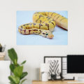 Yellow and Black Ball Python 2 Poster | Zazzle
