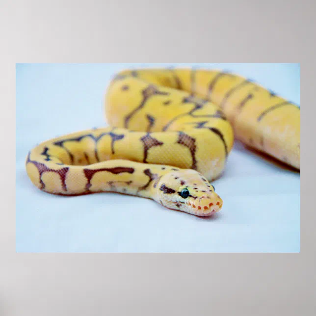 Yellow and Black Ball Python 2 Poster | Zazzle
