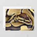 Yellow and Black Ball Python 3 Postcard | Zazzle