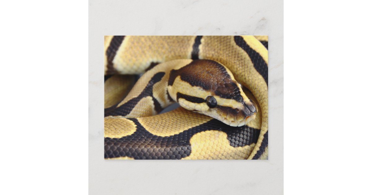 Yellow and Black Ball Python 3 Postcard | Zazzle
