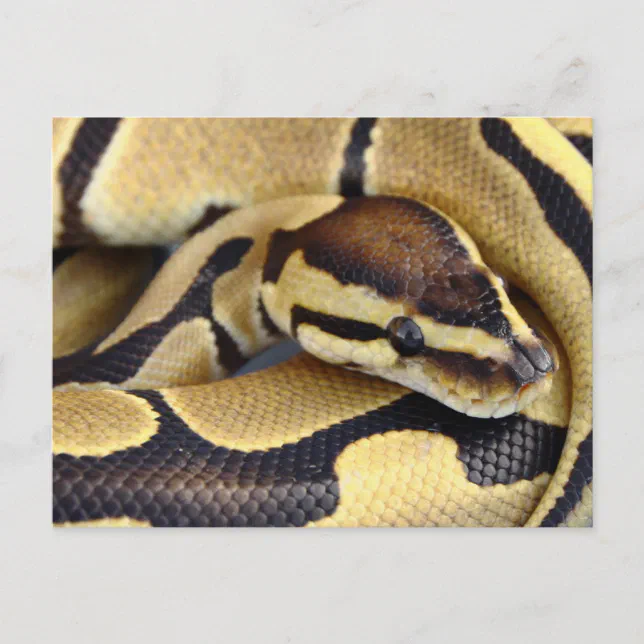 Yellow and Black Ball Python 3 Postcard | Zazzle