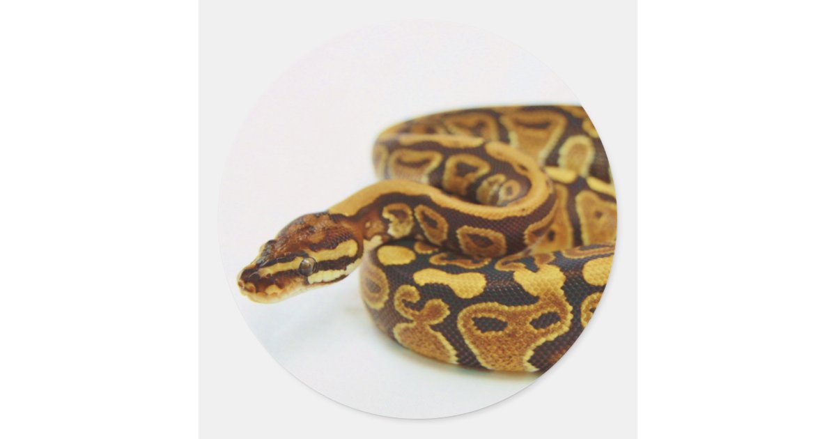 Yellow and Black Ball Python Classic Round Sticker | Zazzle