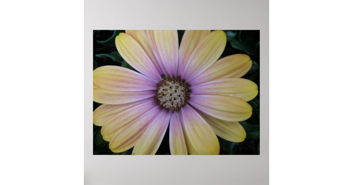 Yellow and Purple Daisy Flower Poster | Zazzle