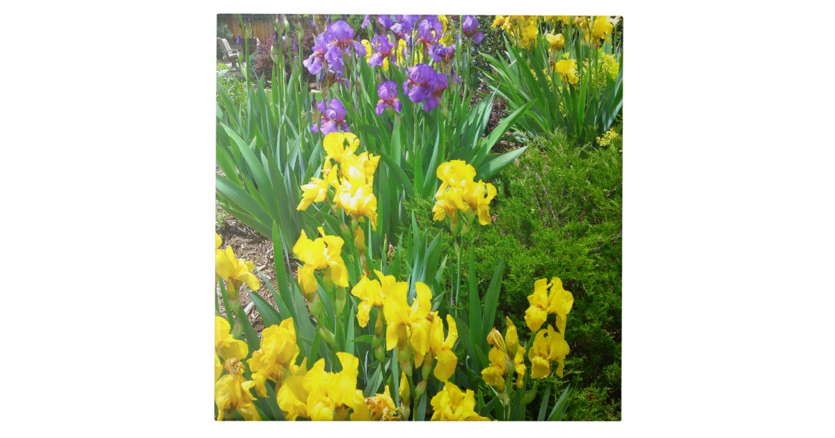 Yellow and Purple Iris Flower Patch Tile | Zazzle
