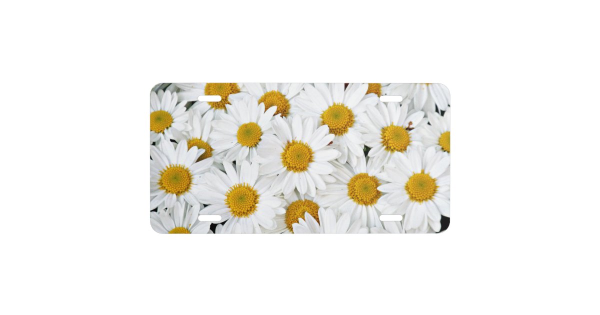 Yellow and white daisies license plate | Zazzle