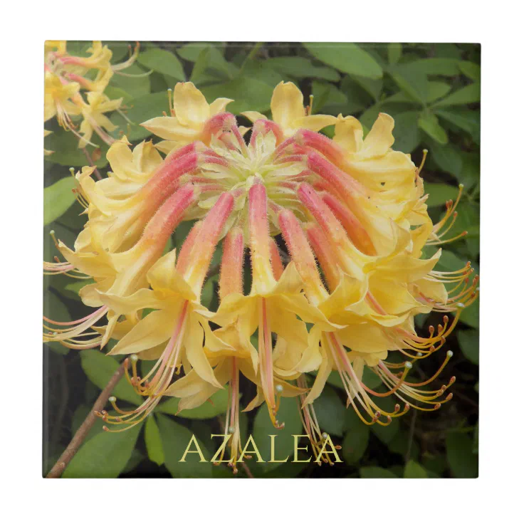 Yellow Azalea Blooms Floral Ceramic Tile | Zazzle