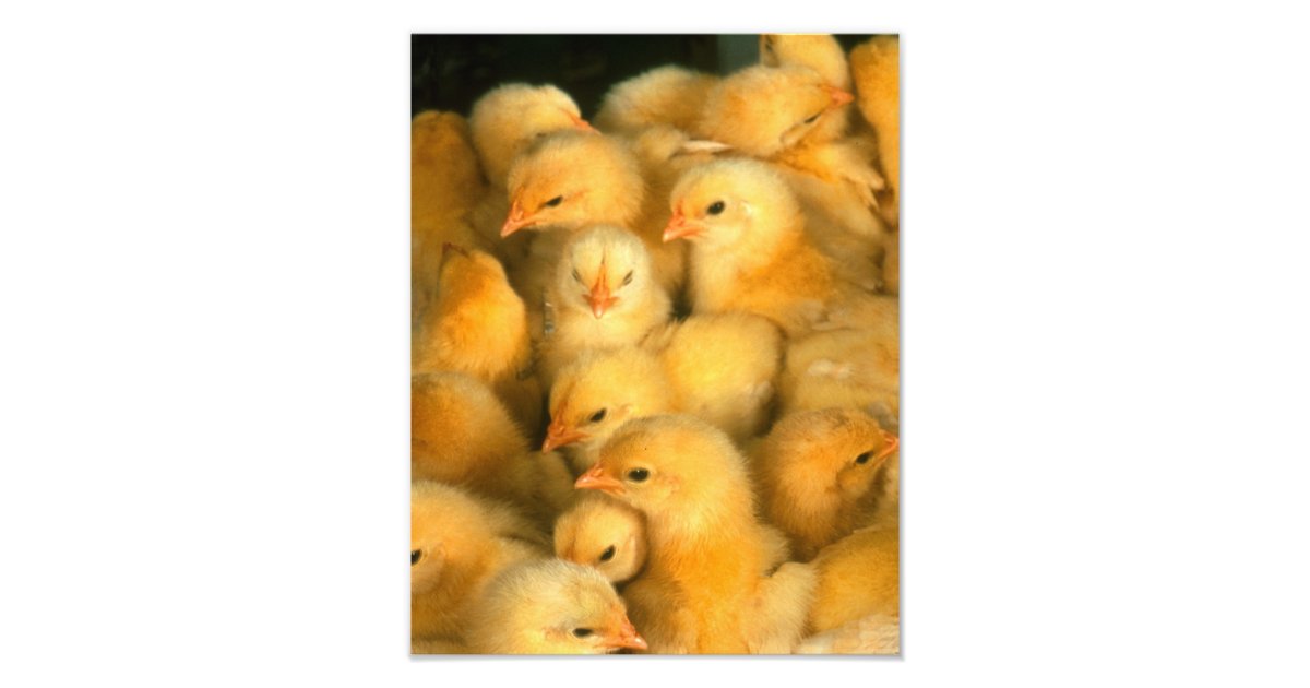 Yellow Baby Chicks Photo Print | Zazzle