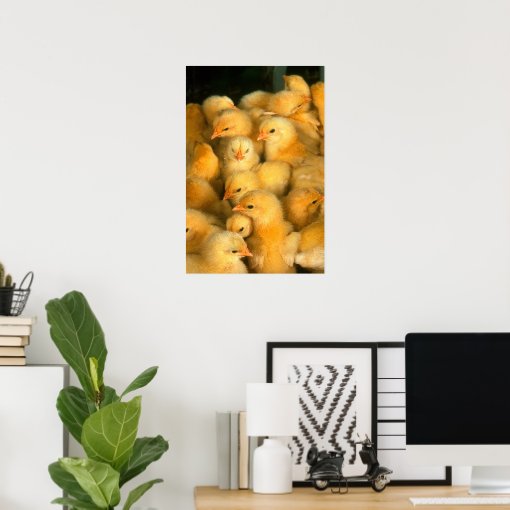 Yellow Baby Chicks Poster | Zazzle