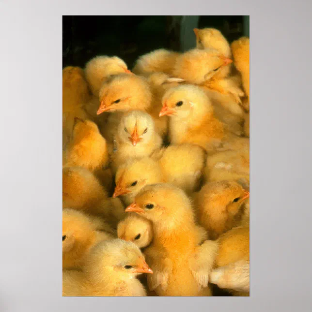 Yellow Baby Chicks Poster | Zazzle