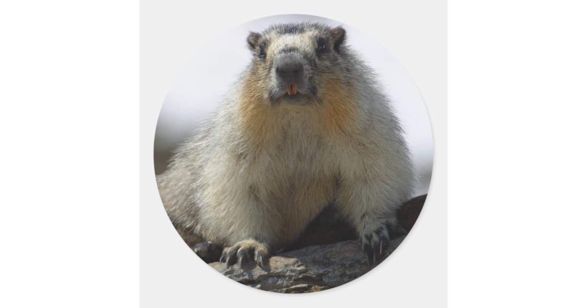 Yellow Bellied Marmot Classic Round Sticker | Zazzle